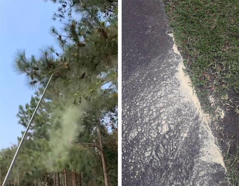 “Pó amarelo” na região é pólen de pinus, explica especialista