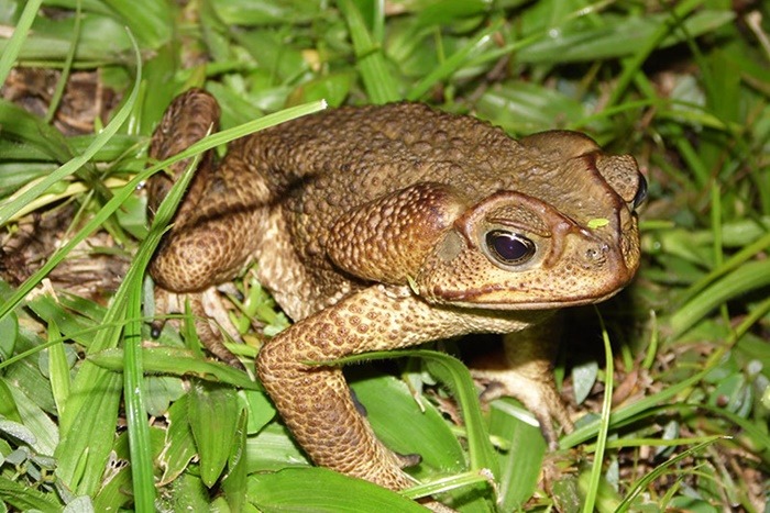 Retomada na população de sapos deve ocorrer em 10 anos, diz especialista